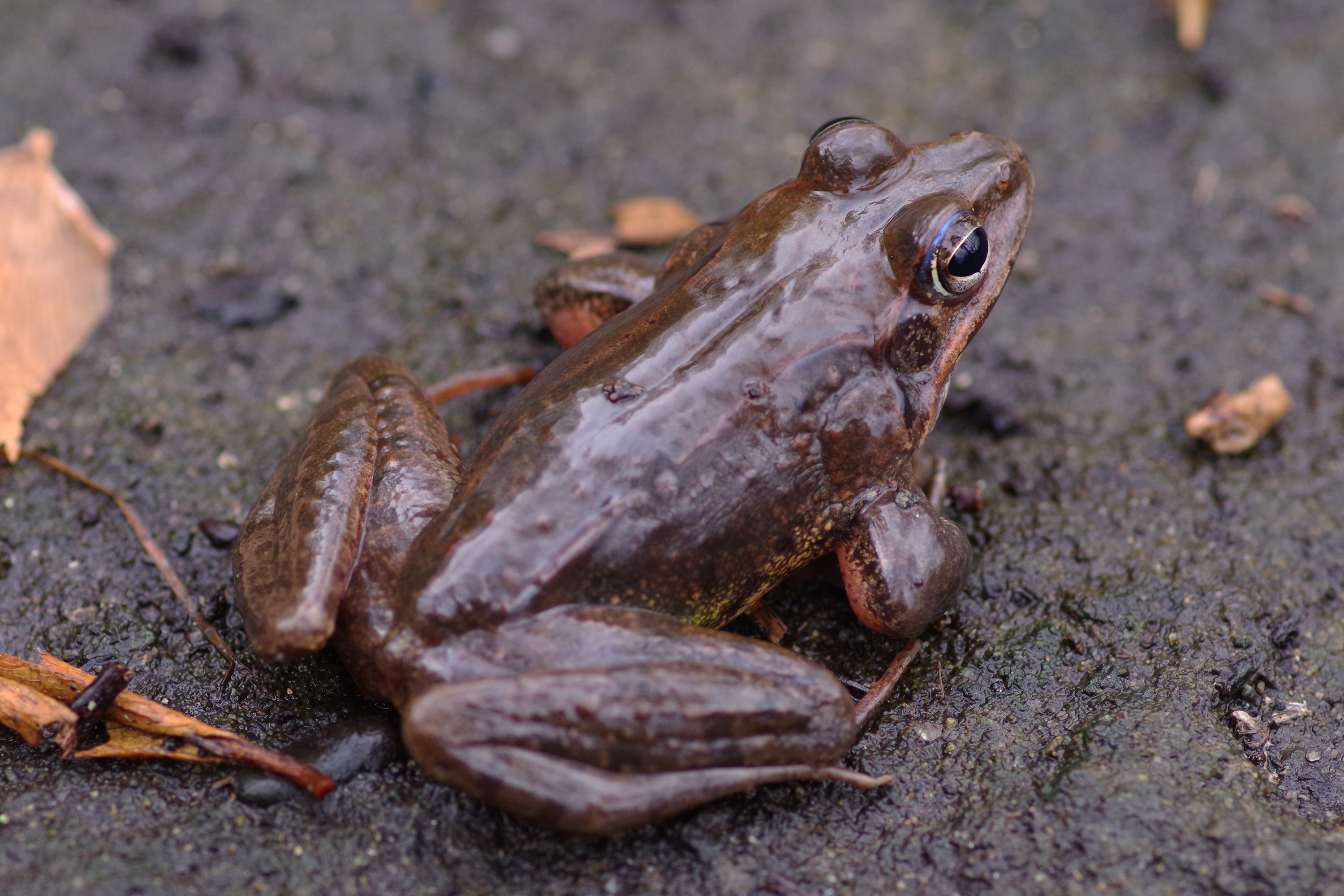 Japanese Brown Frog | ture Japan | Nature Photographs