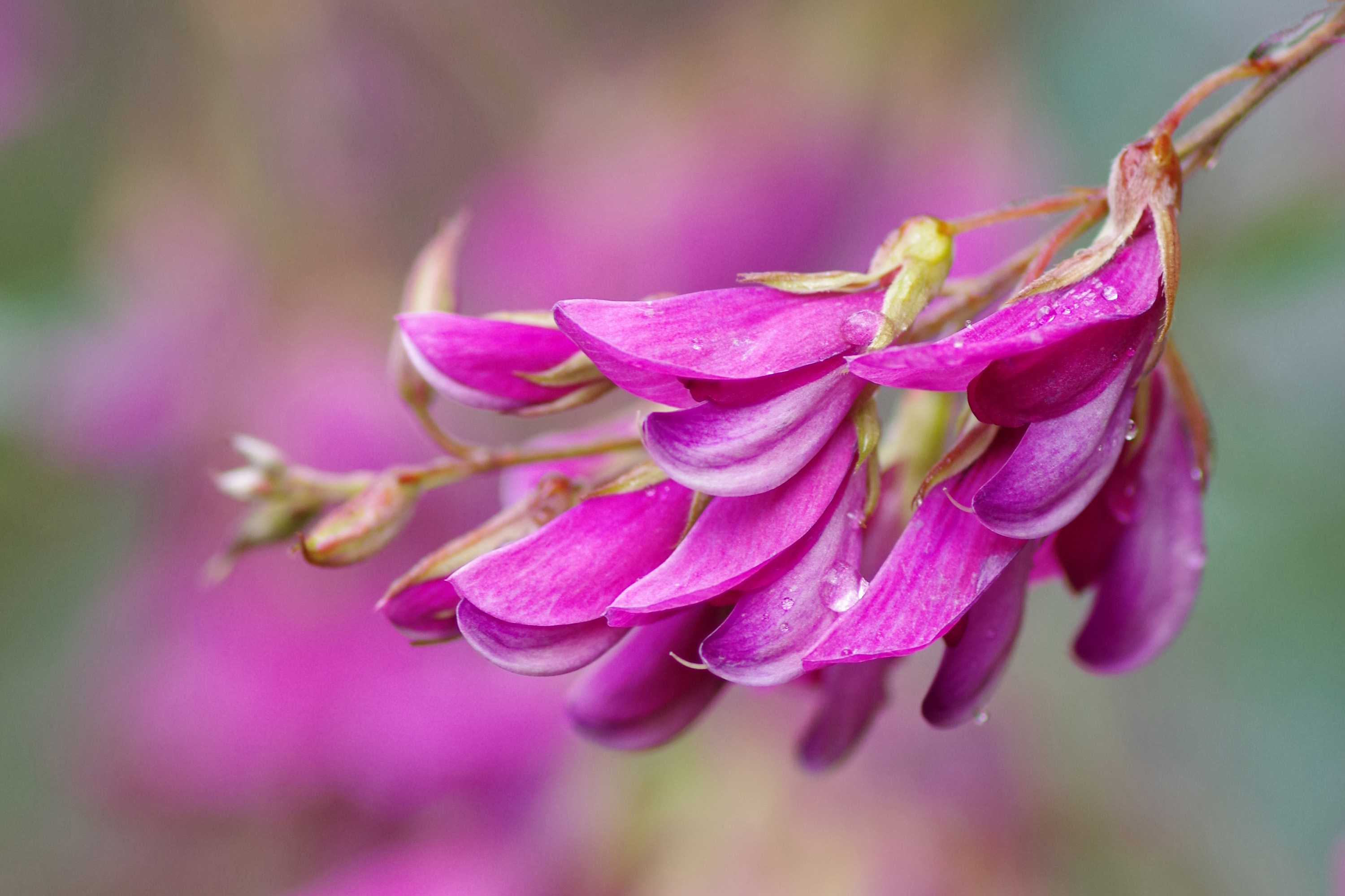 Bush Clover | ture Japan | Nature Photographs