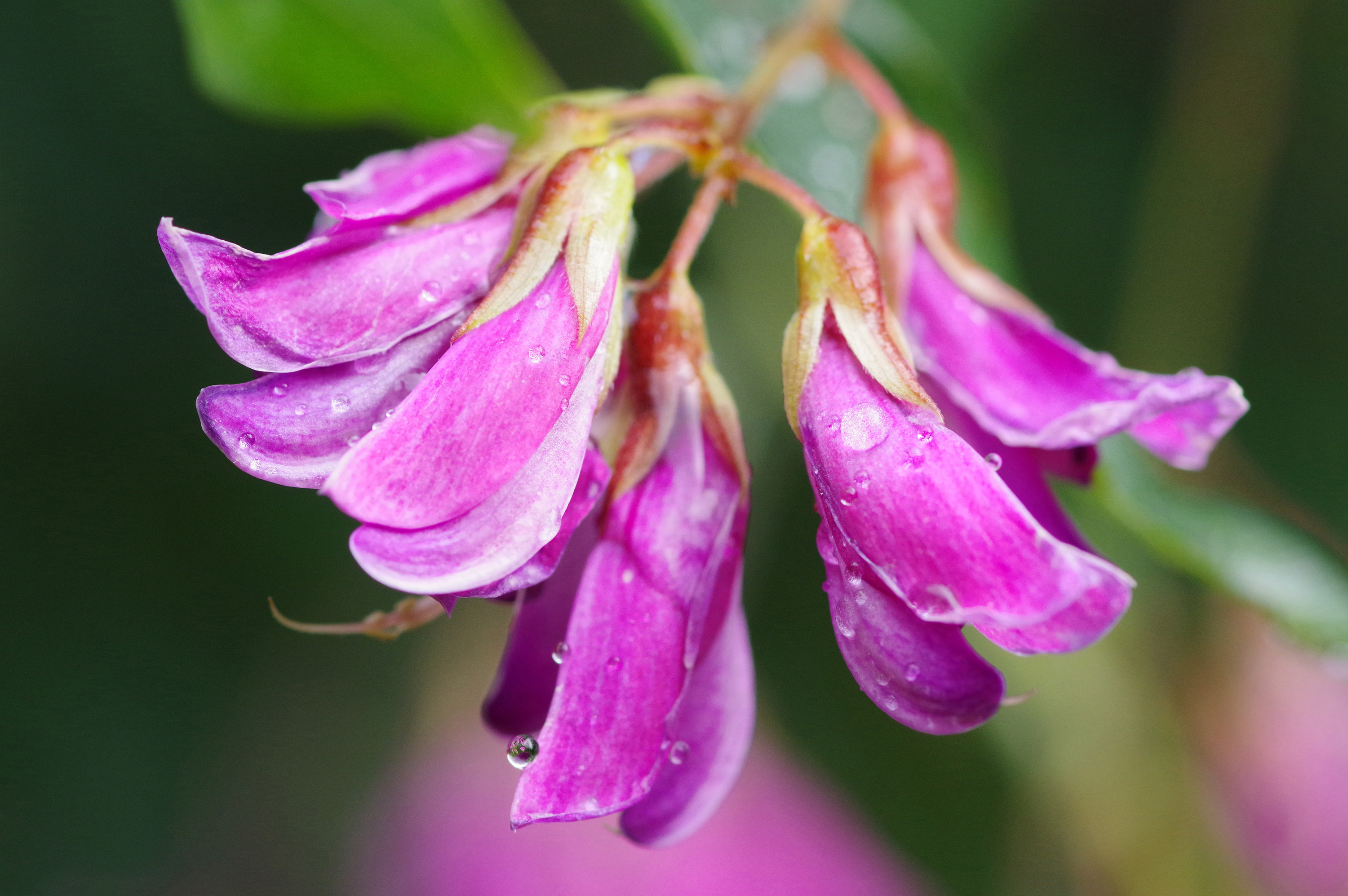 Bush Clover | ture Japan | Nature Photographs