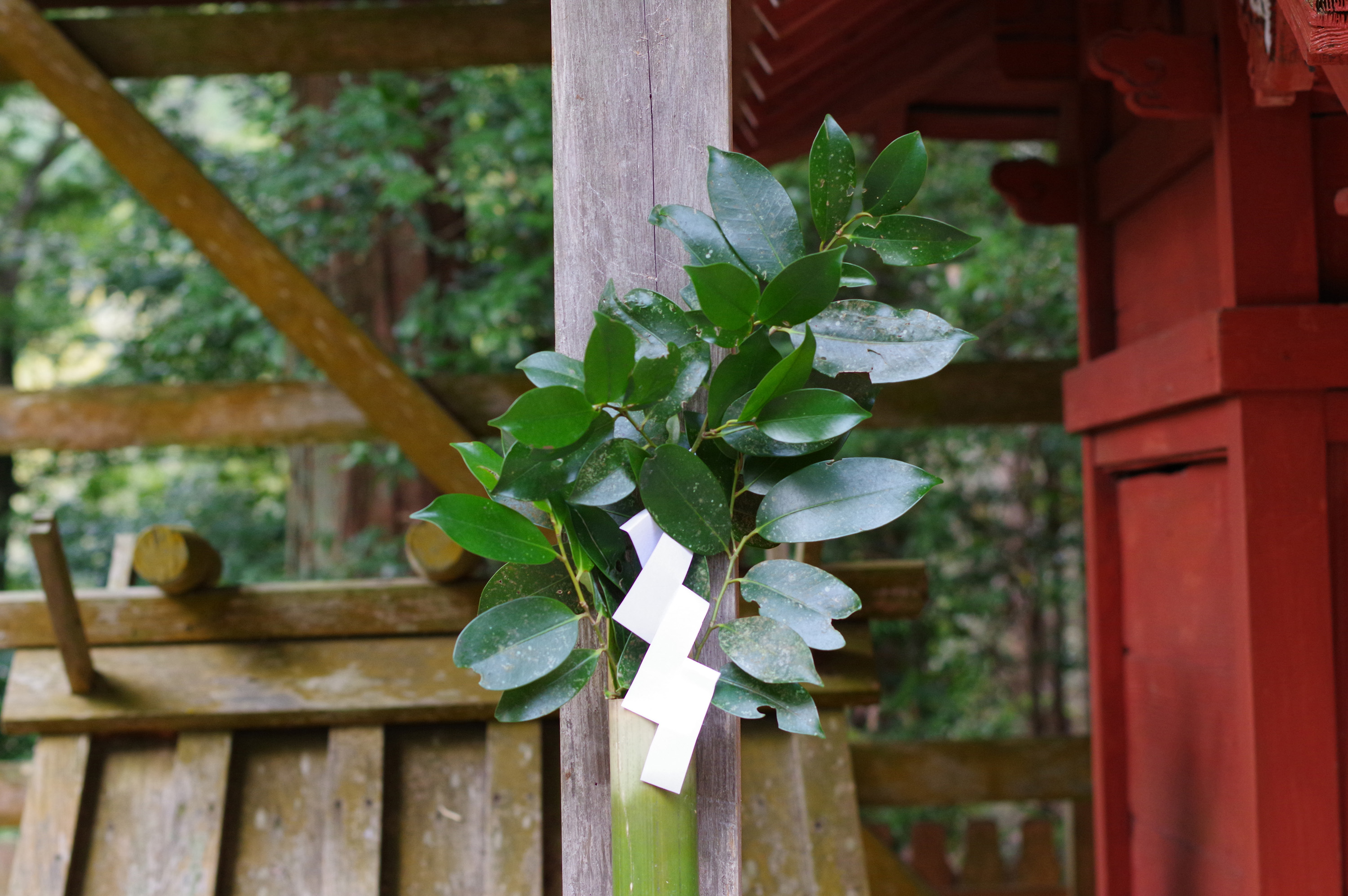 Sakaki | Japanese cleyera | ture Japan | Nature Photographs