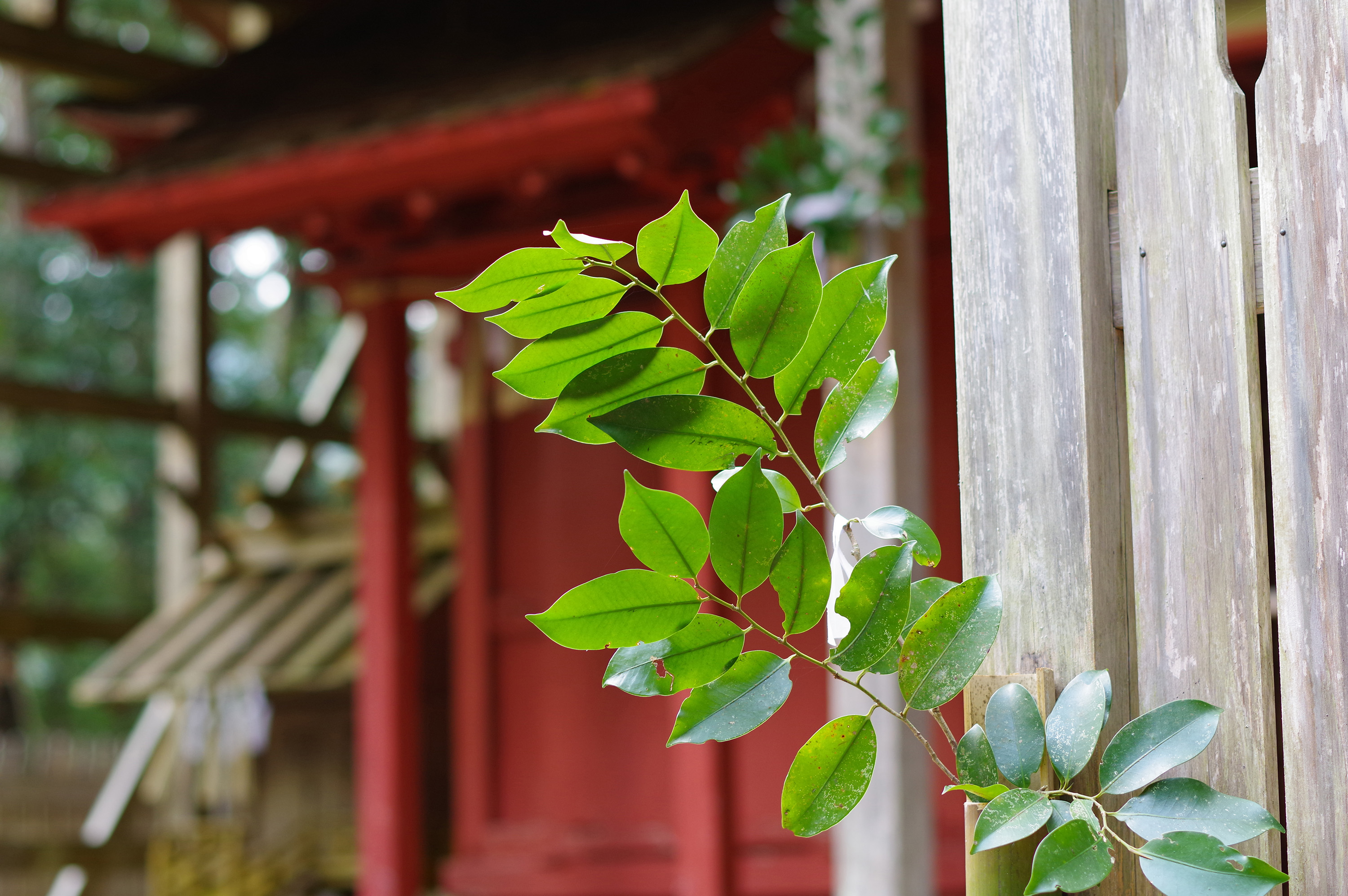 Sakaki | Japanese cleyera | ture Japan | Nature Photographs