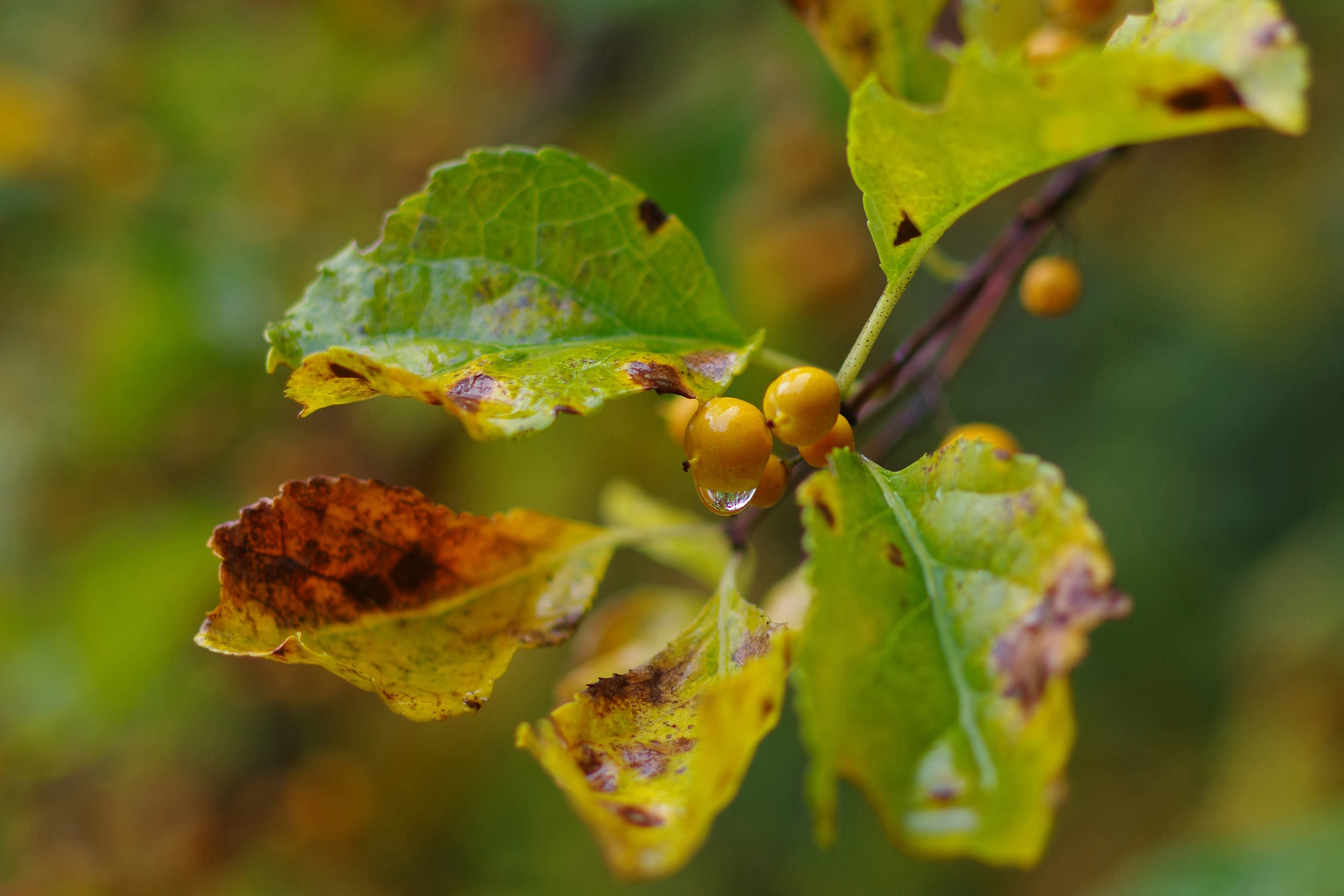Autumnal Fruits | ture Japan | Nature Photographs