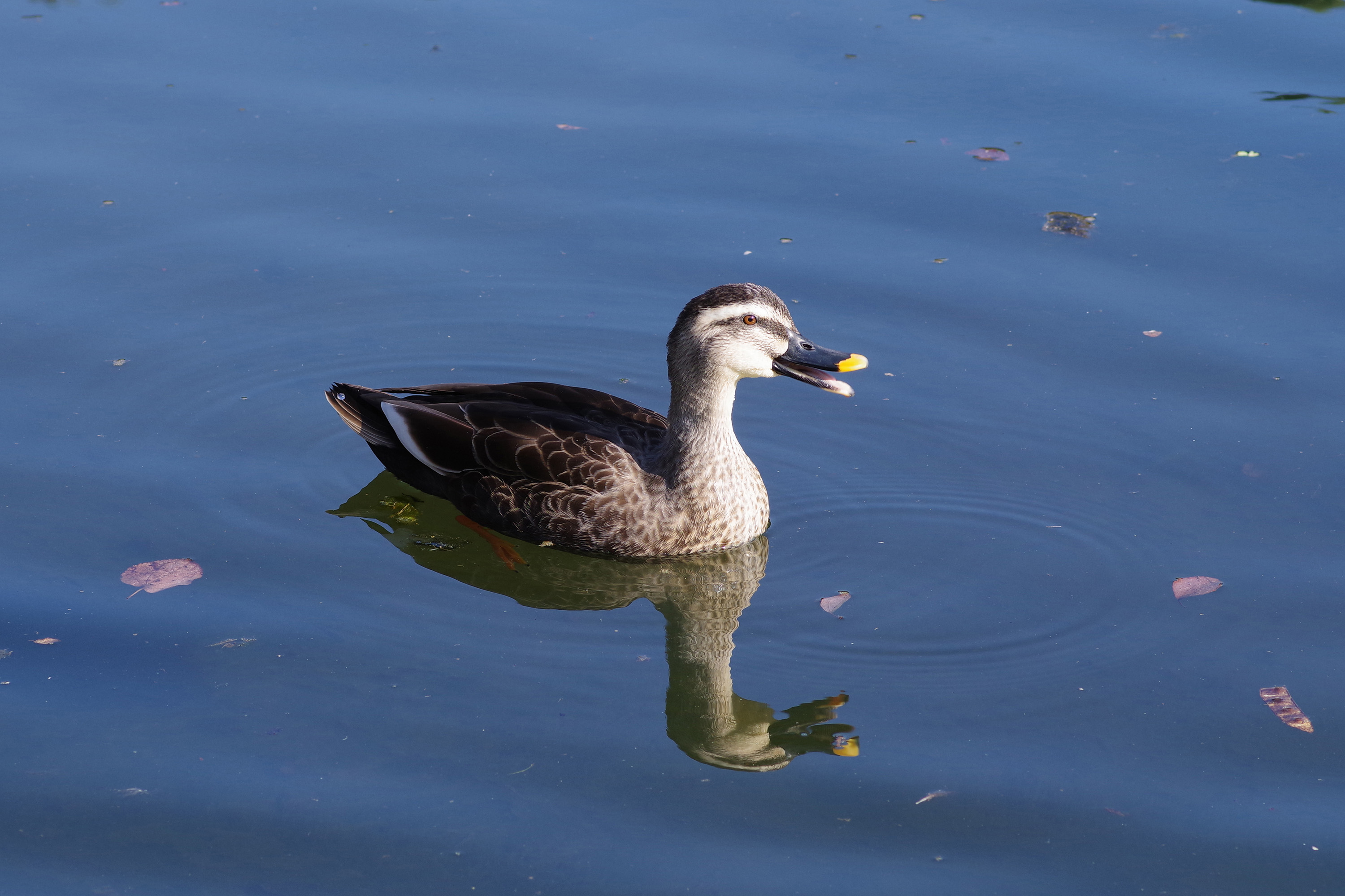 Spot-billed Duck | ture Japan | Nature Photographs