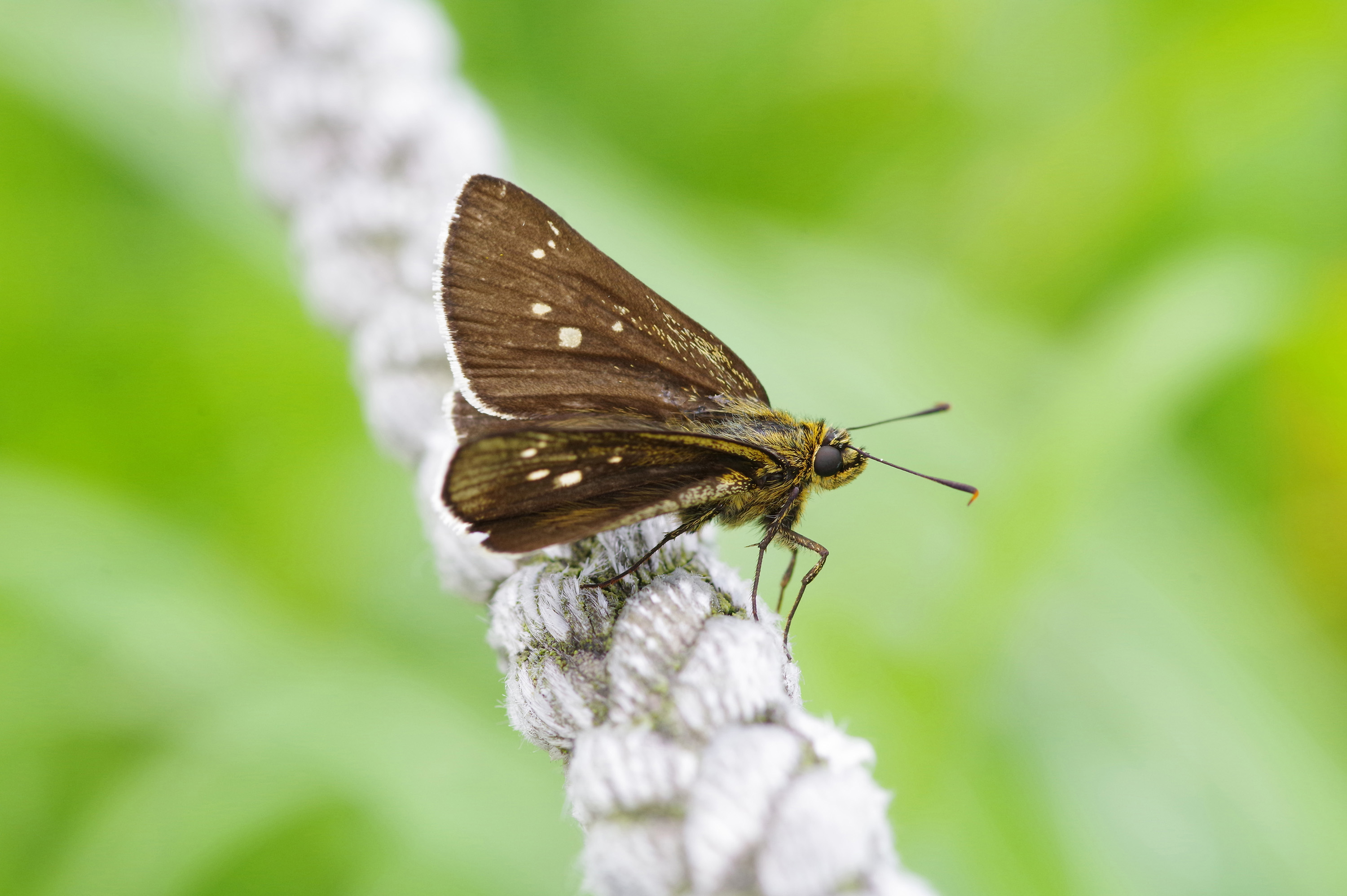 Dark Small-branded Swift | ture Japan | Nature Photographs