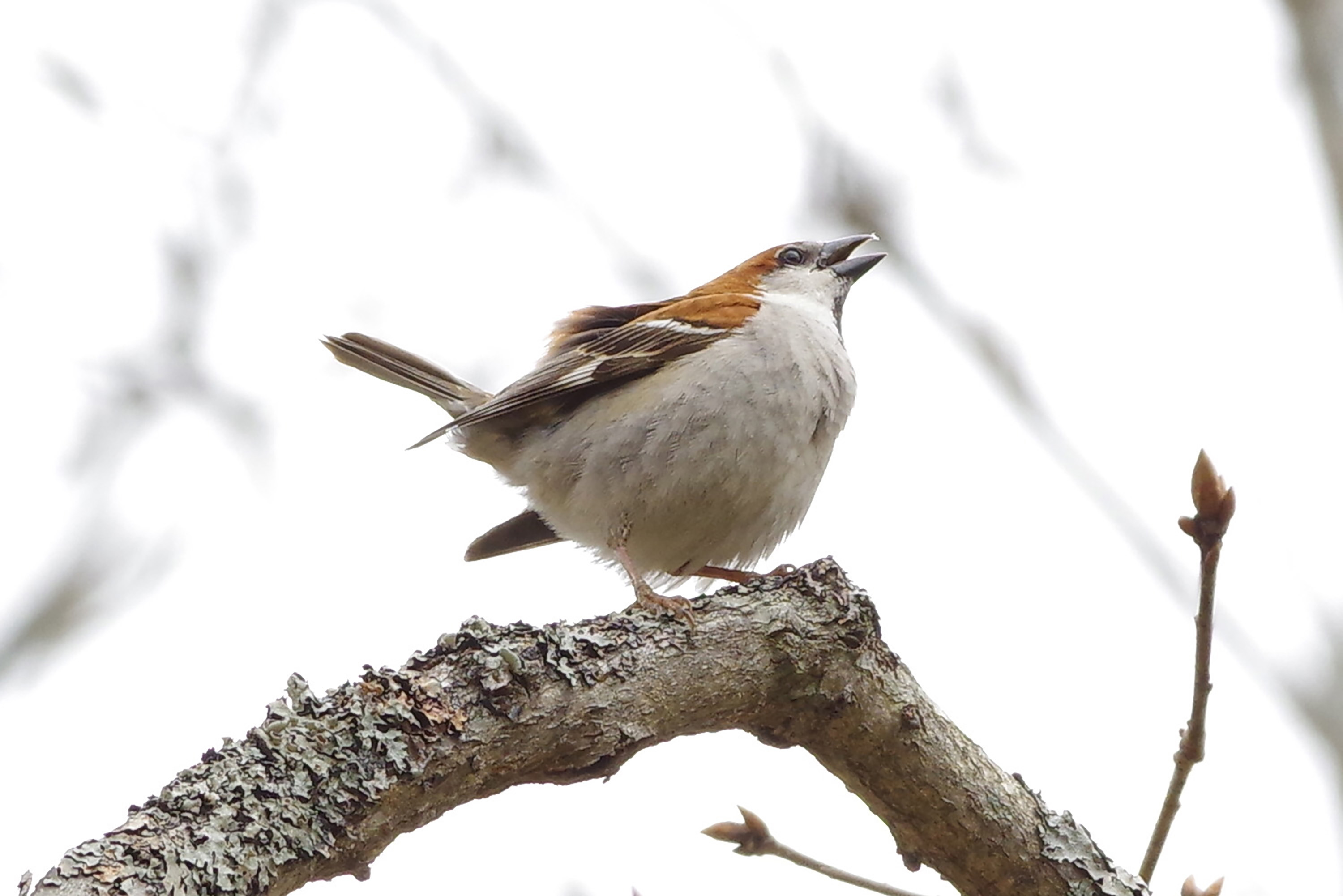 Cinnamon Sparrow | ture Japan | Nature Photographs