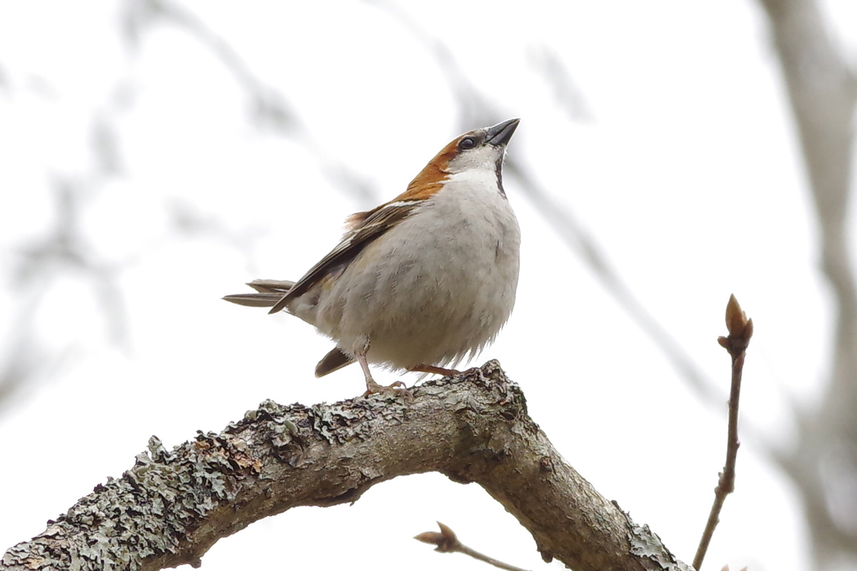 Cinnamon Sparrow | ture Japan | Nature Photographs