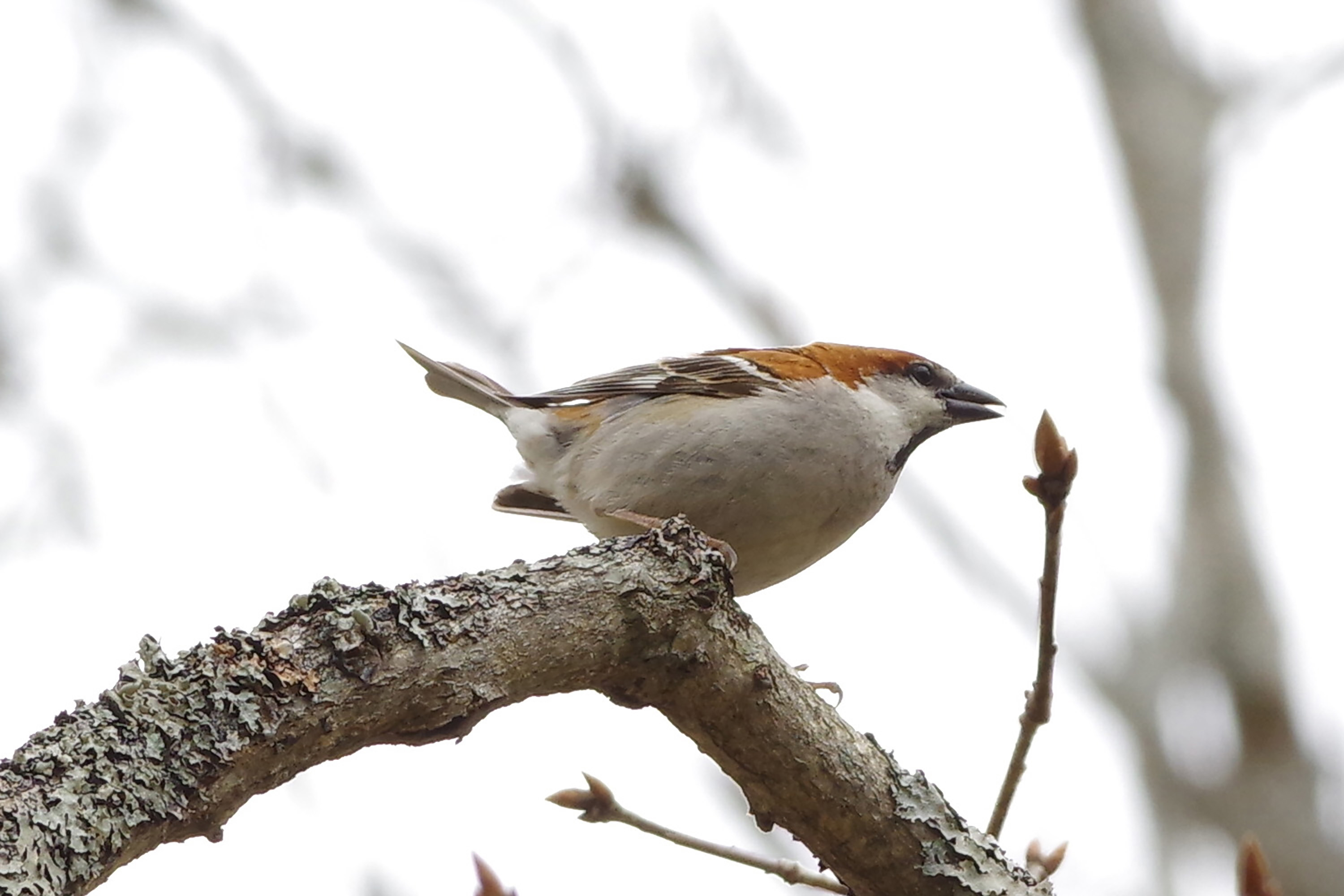 Cinnamon Sparrow | ture Japan | Nature Photographs