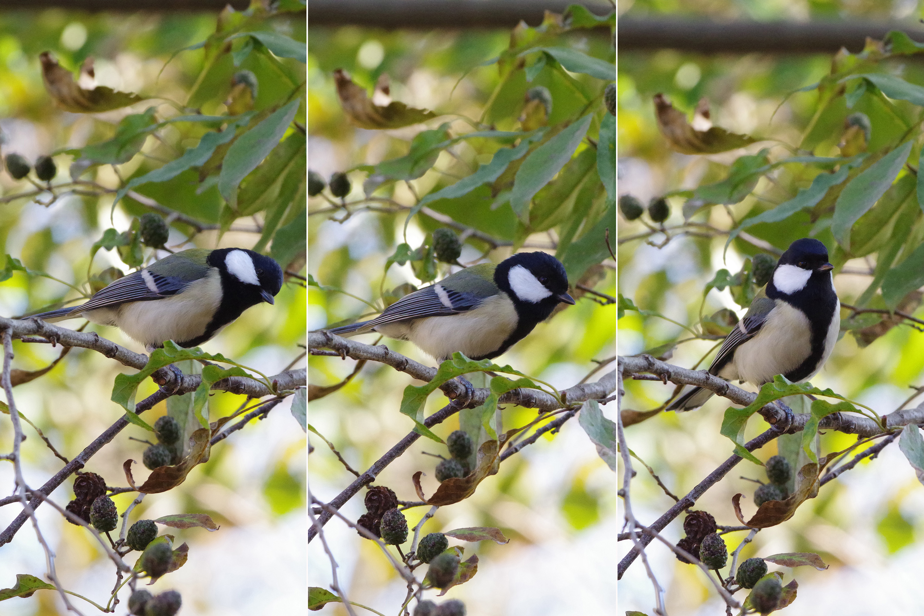 Japanese Tit | ture Japan | Nature Photographs