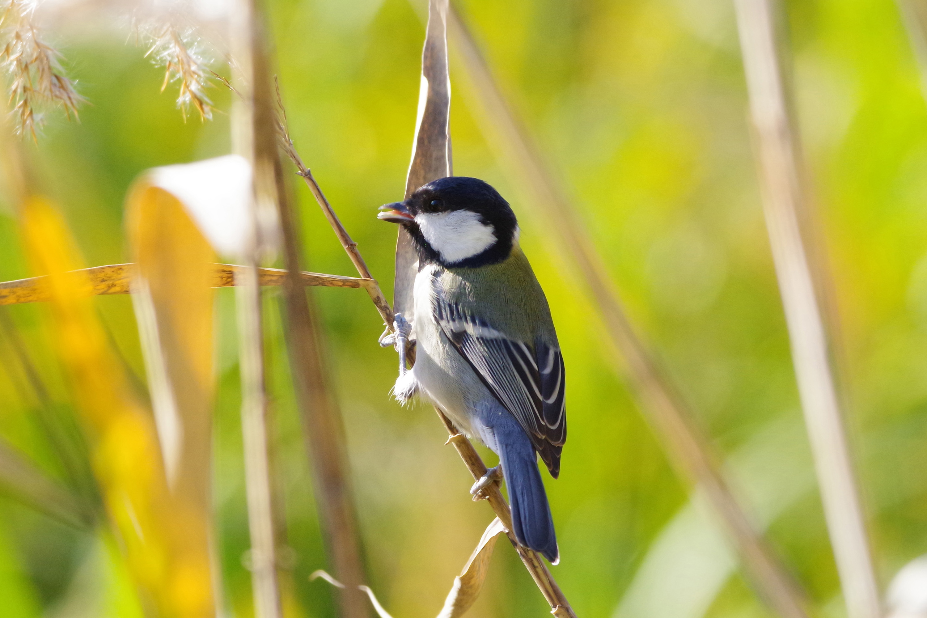 Japanese Tit | ture Japan | Nature Photographs