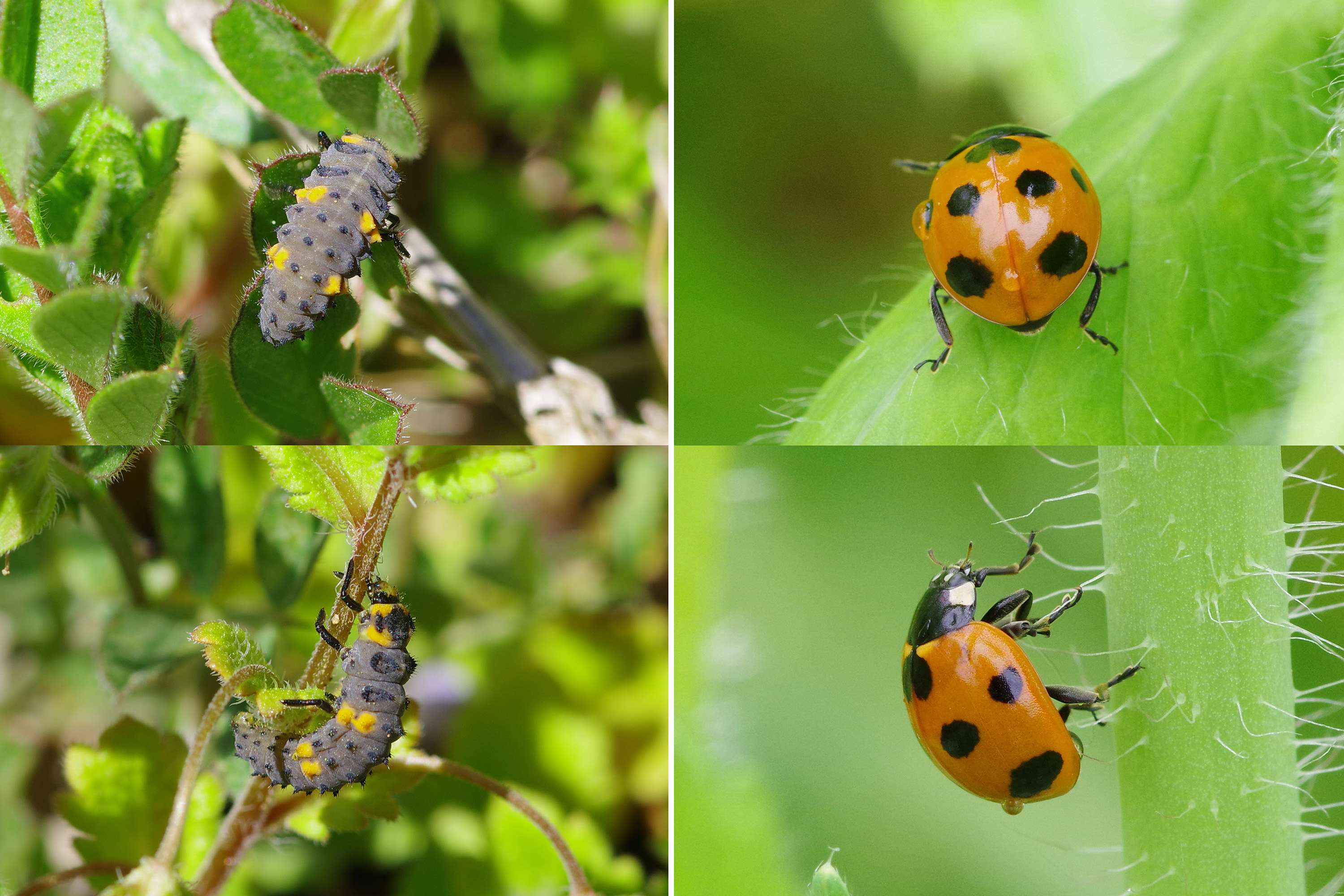 Seven-spot Ladybug | ture Japan | Nature Photographs