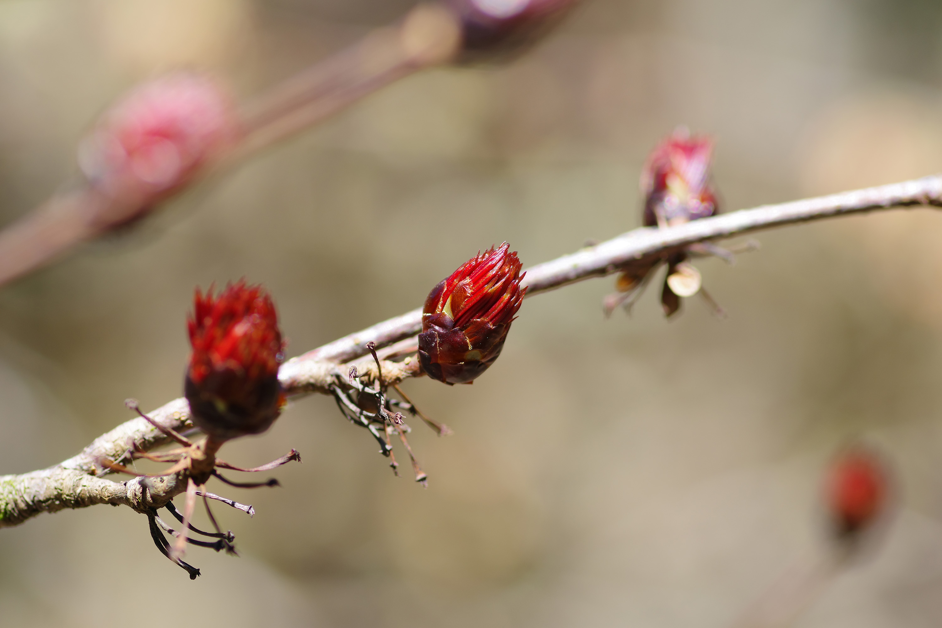 Euptelea polyandra | ture Japan | Nature Photographs