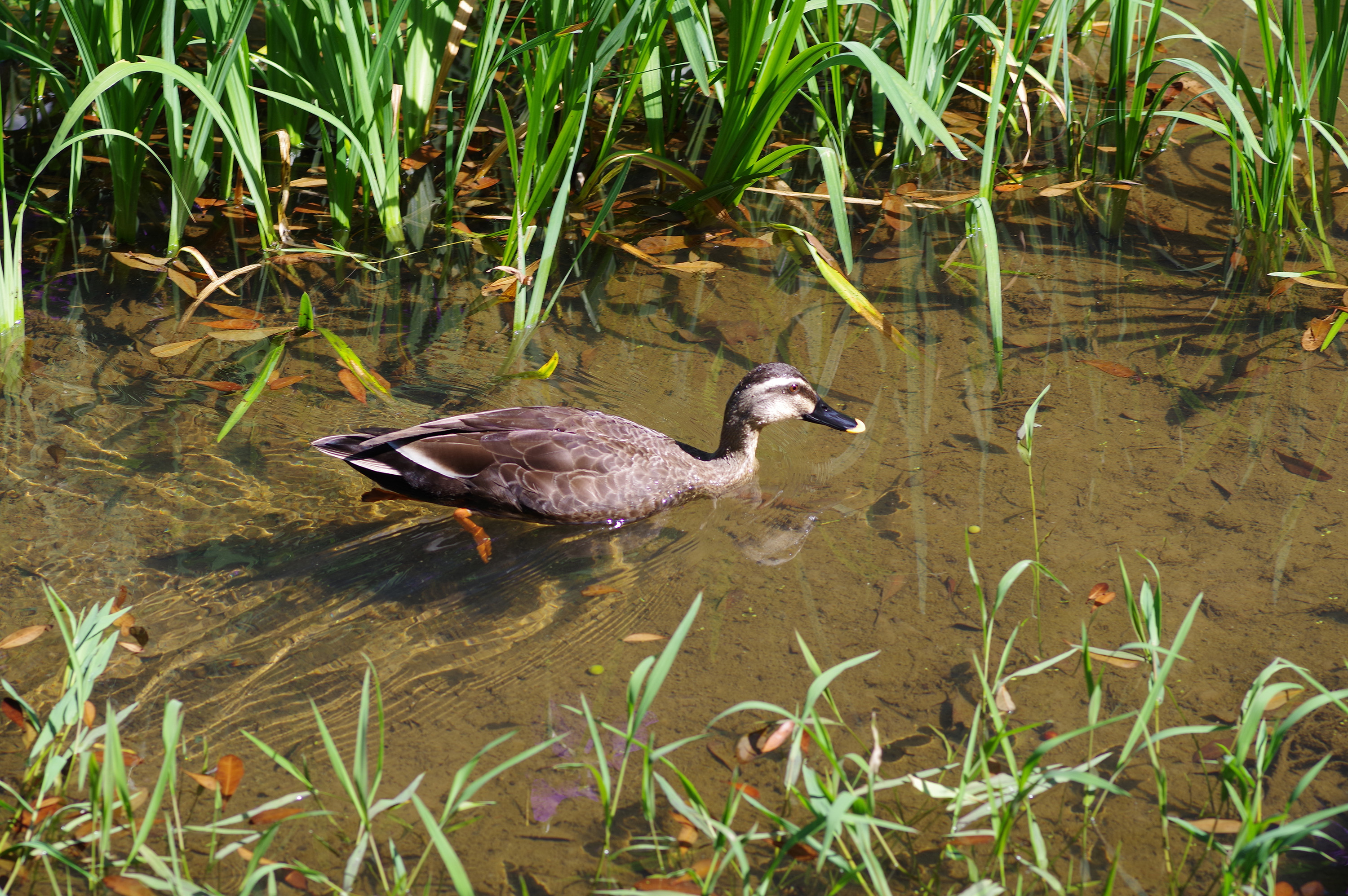 Spot-billed Duck | ture Japan | Nature Photographs