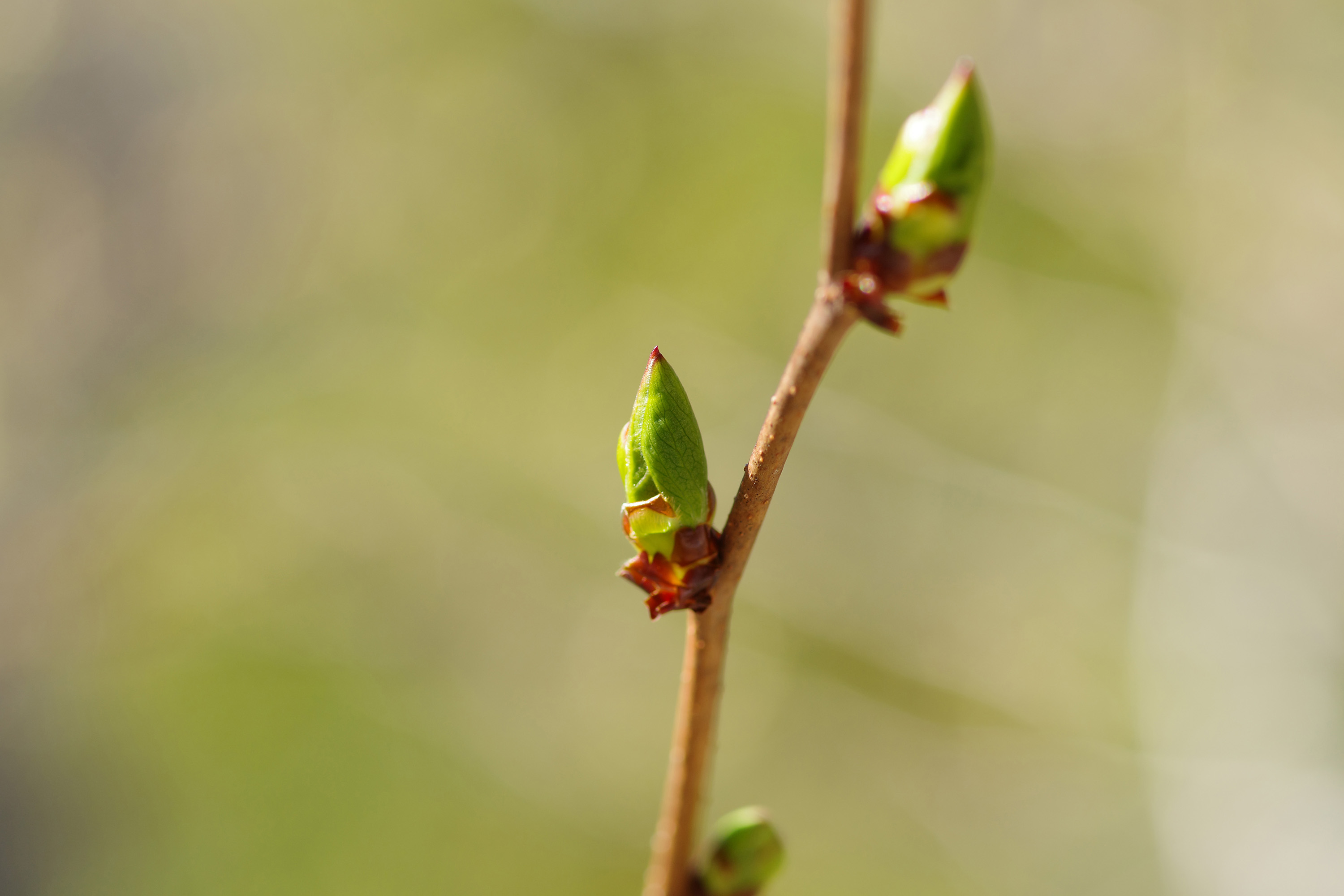 Euptelea polyandra | ture Japan | Nature Photographs