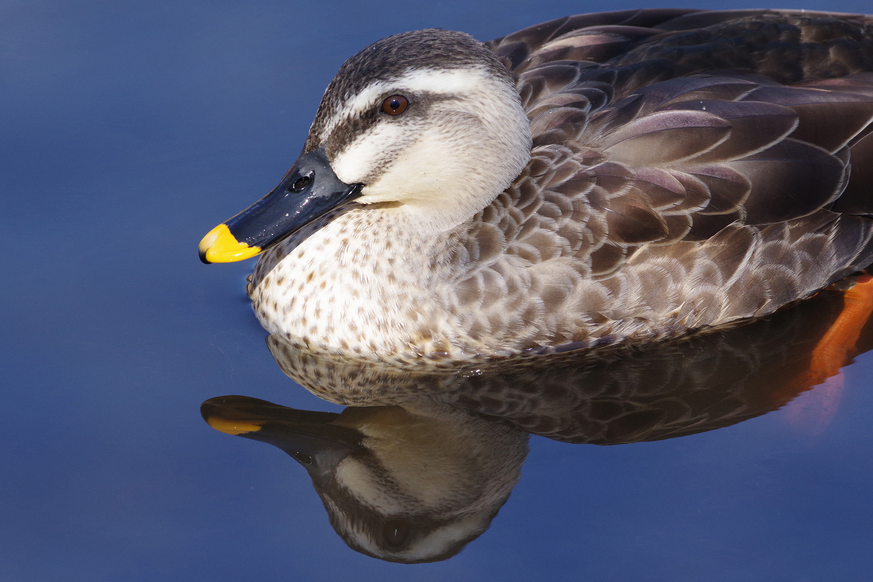 Spot-billed Duck | ture Japan | Nature Photographs